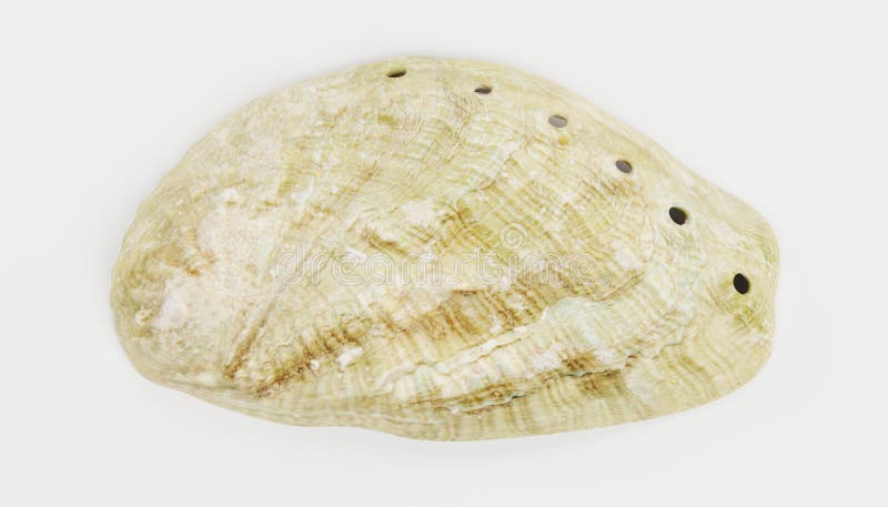 Limpet Shell Stock Illustrations – 158 Limpet Shell Stock Illustrations ...