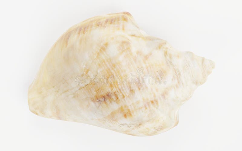 Limpet Shell Stock Illustrations – 158 Limpet Shell Stock Illustrations ...