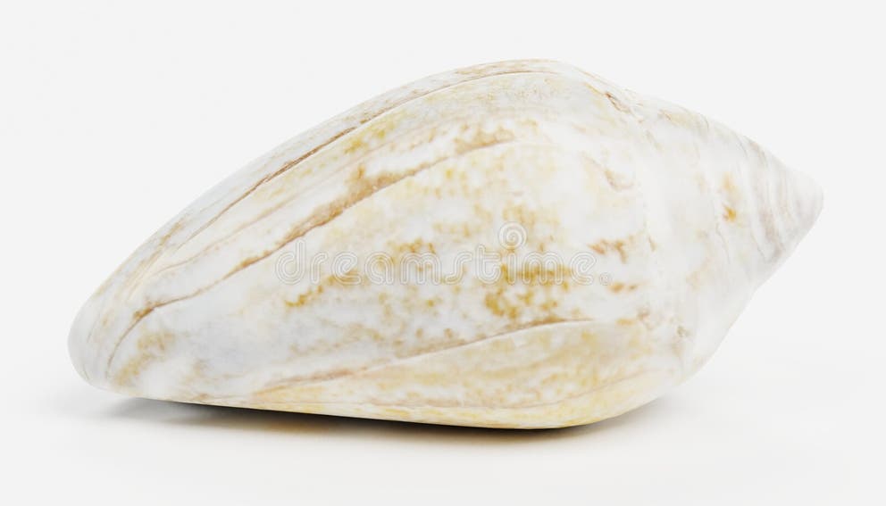 3D Render of Shell stock illustration. Illustration of mussel - 115372299