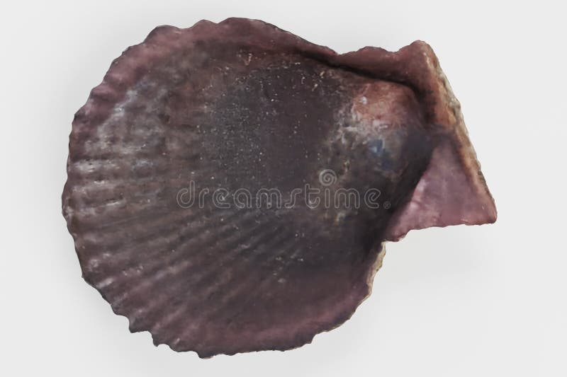 3D Render of Shell stock illustration. Illustration of snail - 276792601