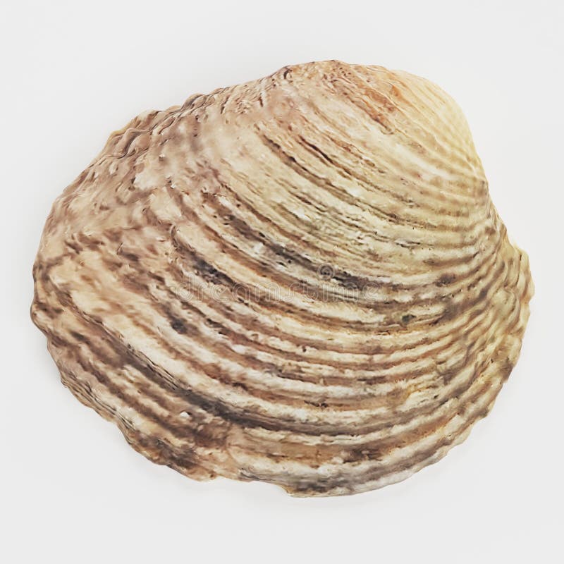 Snail shell stock illustration. Illustration of render - 55766551