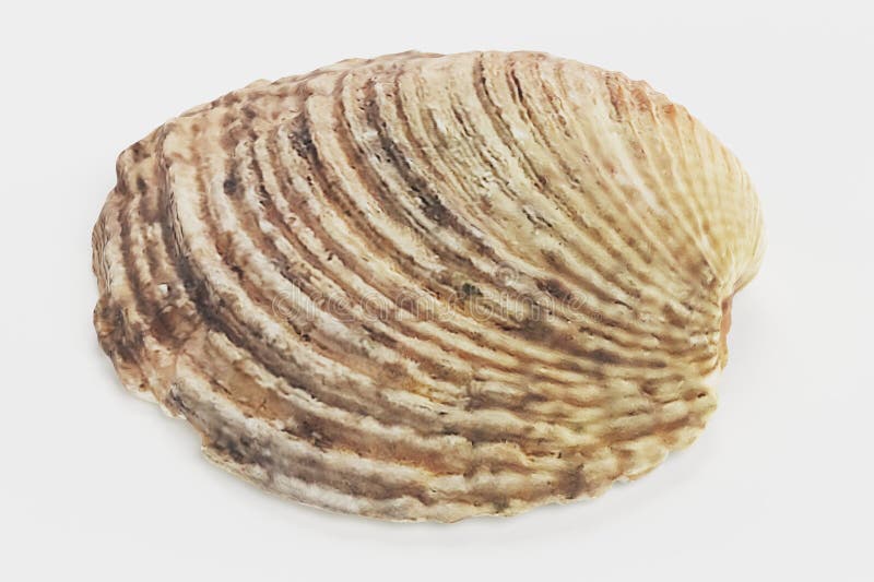 3D Render of Shell stock illustration. Illustration of realistic ...