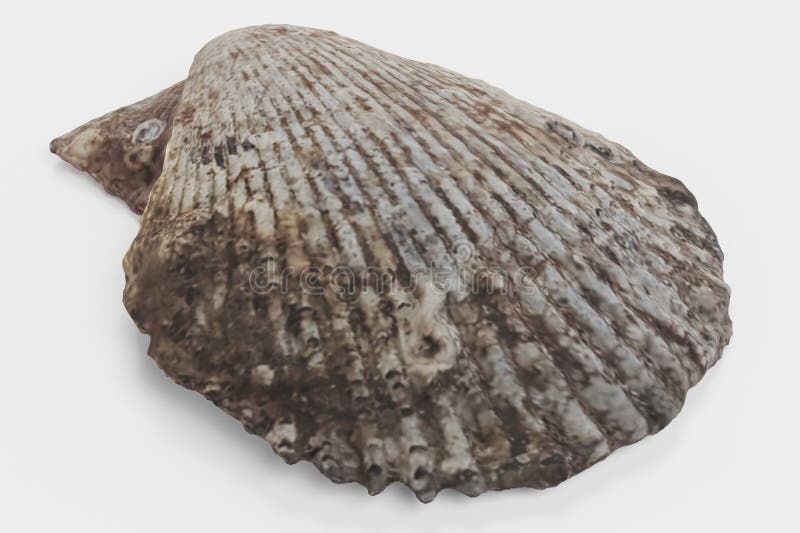 3D Render of Shell stock illustration. Illustration of conch - 277002446