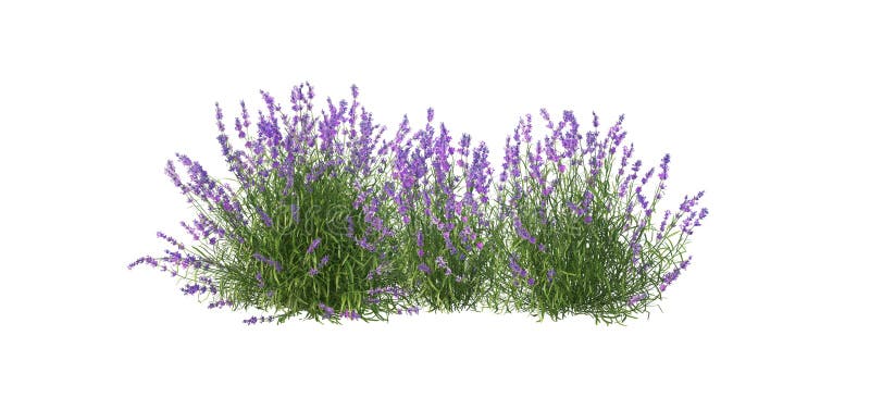 Shrubs and Flower on a White Background Stock Image - Image of ...