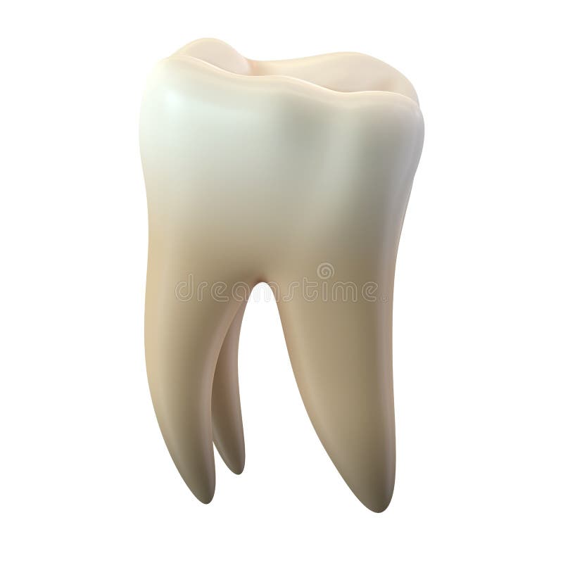 3D Render of Single Molar Tooth Isolated on White Stock Illustration ...