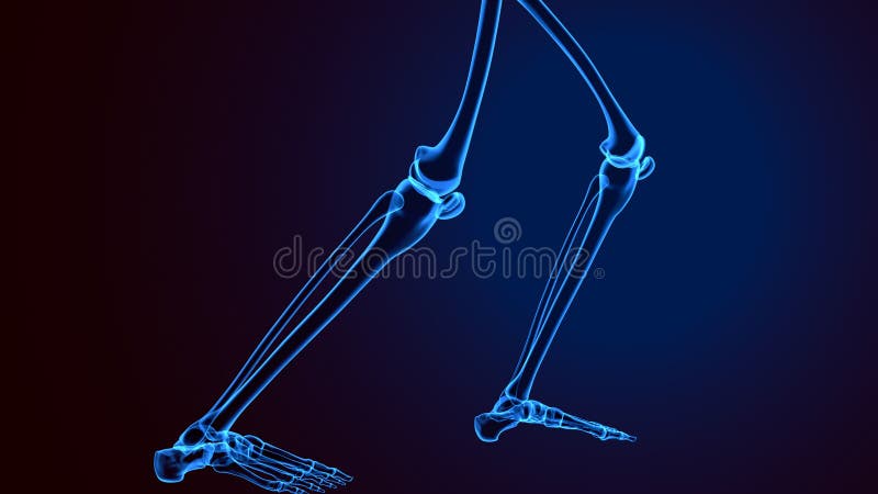 3d Render of Skeleton Poster Design Anatomy Frame Stock Illustration ...