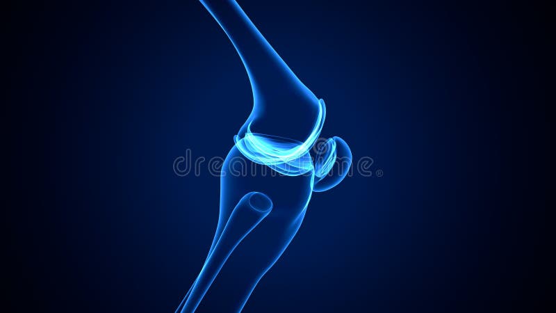 3d Render of Skeleton Poster Design Anatomy Frame Stock Illustration ...