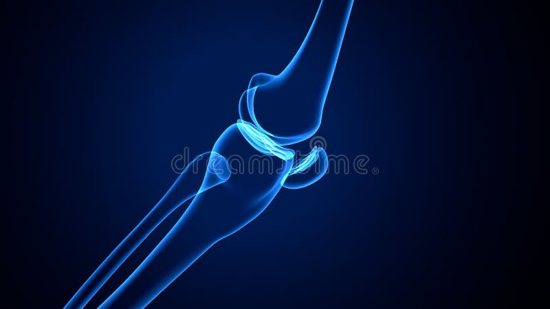 3d Render of Skeleton Poster Design Anatomy Frame Stock Illustration ...