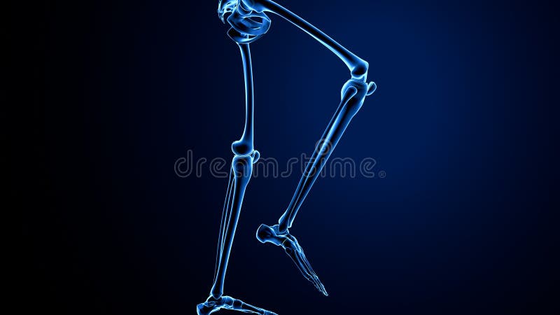 3d Render of Skeleton Poster Design Anatomy Frame Stock Illustration ...