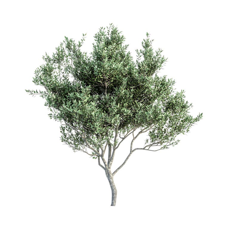 3D Render of a Small Olive Tree Isolated on White Background Against Transparent Background ...