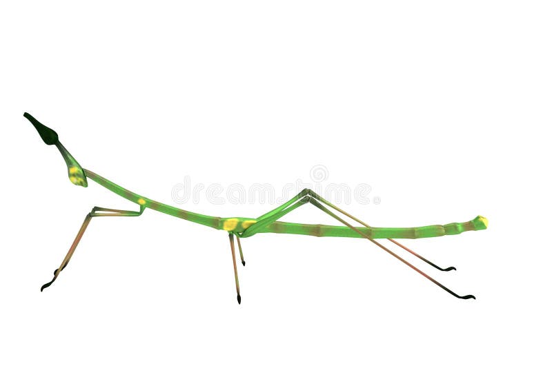 3d render of stick insect stock illustration. Illustration of insect ...