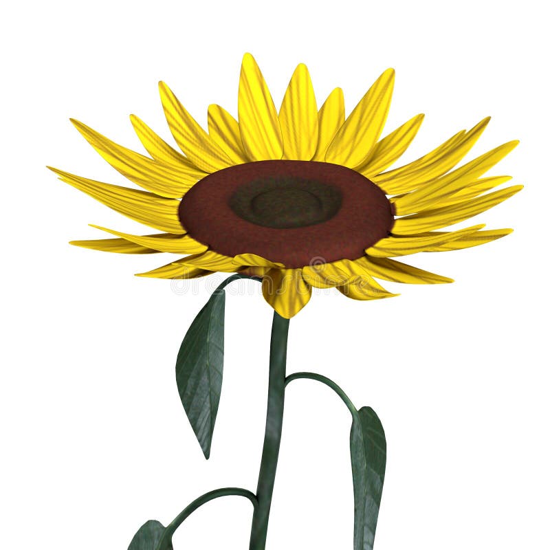 3d render of sunflower stock illustration. Illustration of realistic ...