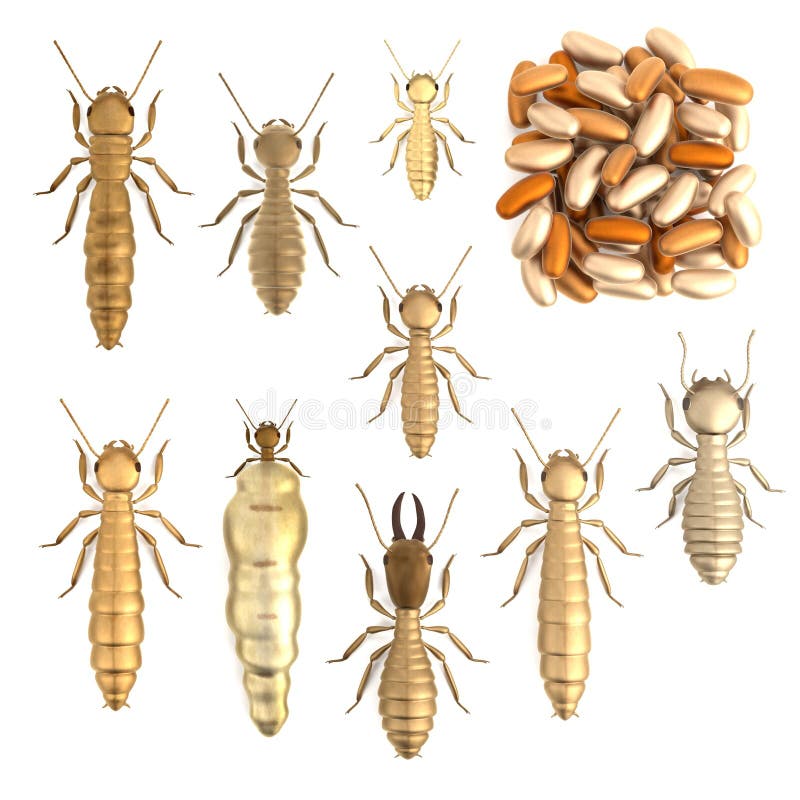 Termite Collection