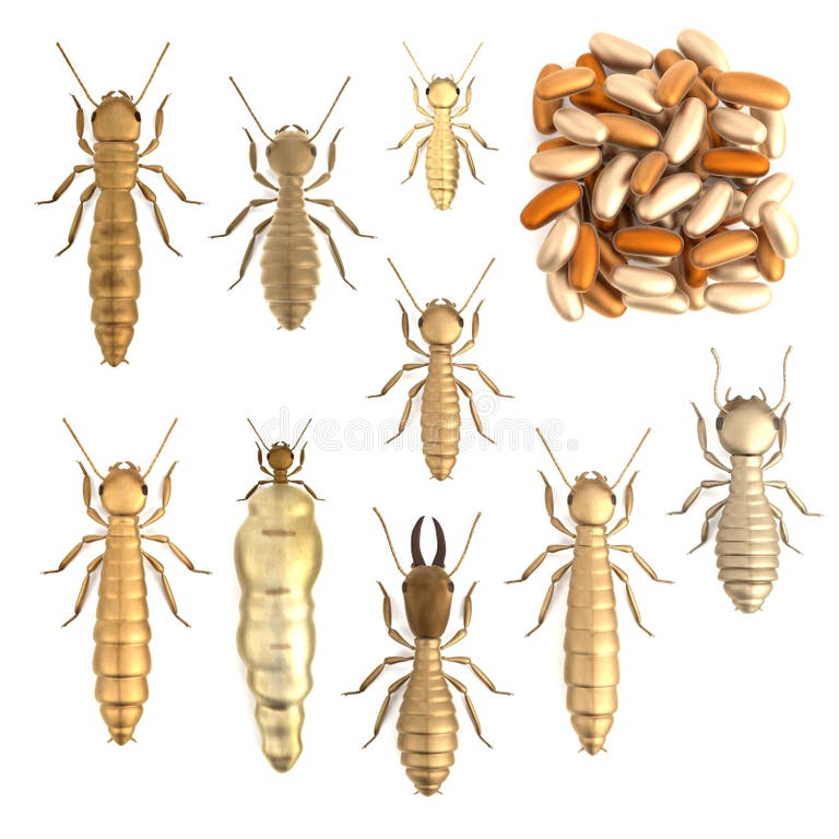 Queen Termite Stock Illustrations – 207 Queen Termite Stock ...