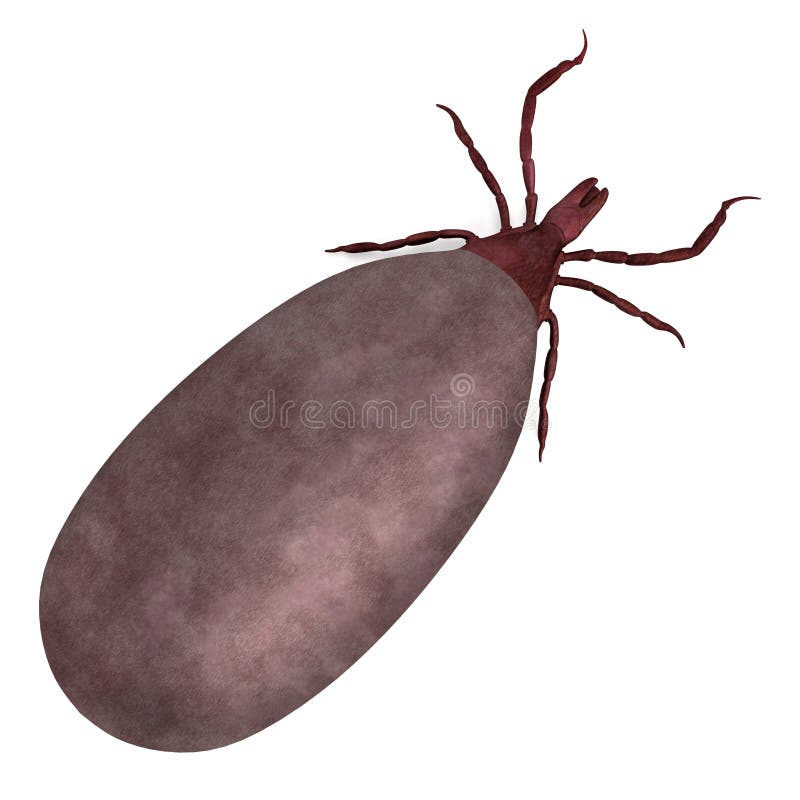 3d render of tick - fed stock illustration. Illustration of parasite ...