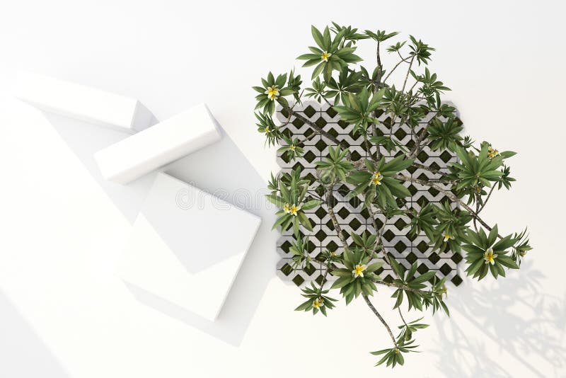 3D Render Top View of Tropical Plants Isolated Stock Illustration ...