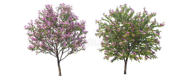 The Tree Has Flowers on a White Background Stock Illustration ...