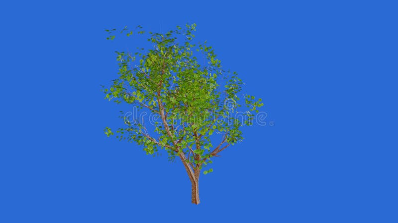 3d Render of a Tree Rotating on a Blue Background Stock Footage - Video ...