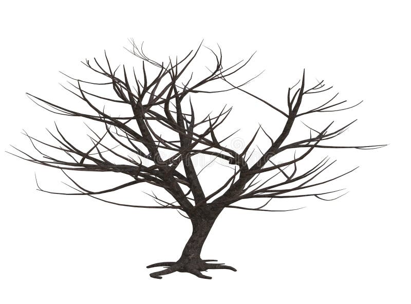3d Render : Tree Trunk without Leaves,include Clipping Path, PNG ...