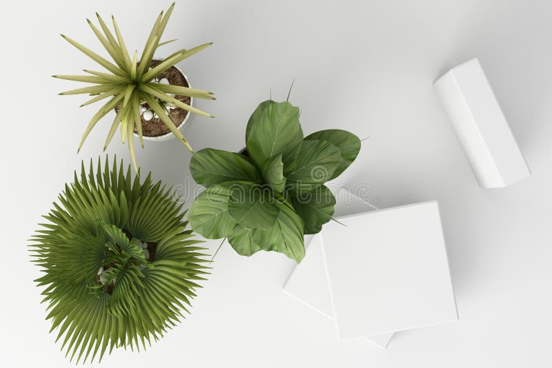 Ficus Top View Stock Illustrations – 245 Ficus Top View Stock ...