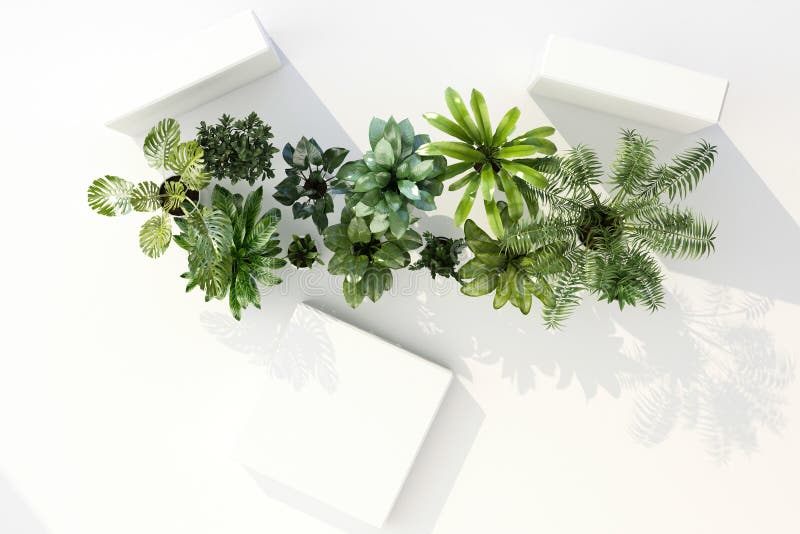 Ficus Top View Stock Illustrations – 245 Ficus Top View Stock ...