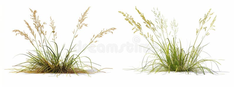 3D Render of Two Different Grasses Isolated on a White Background Stock ...
