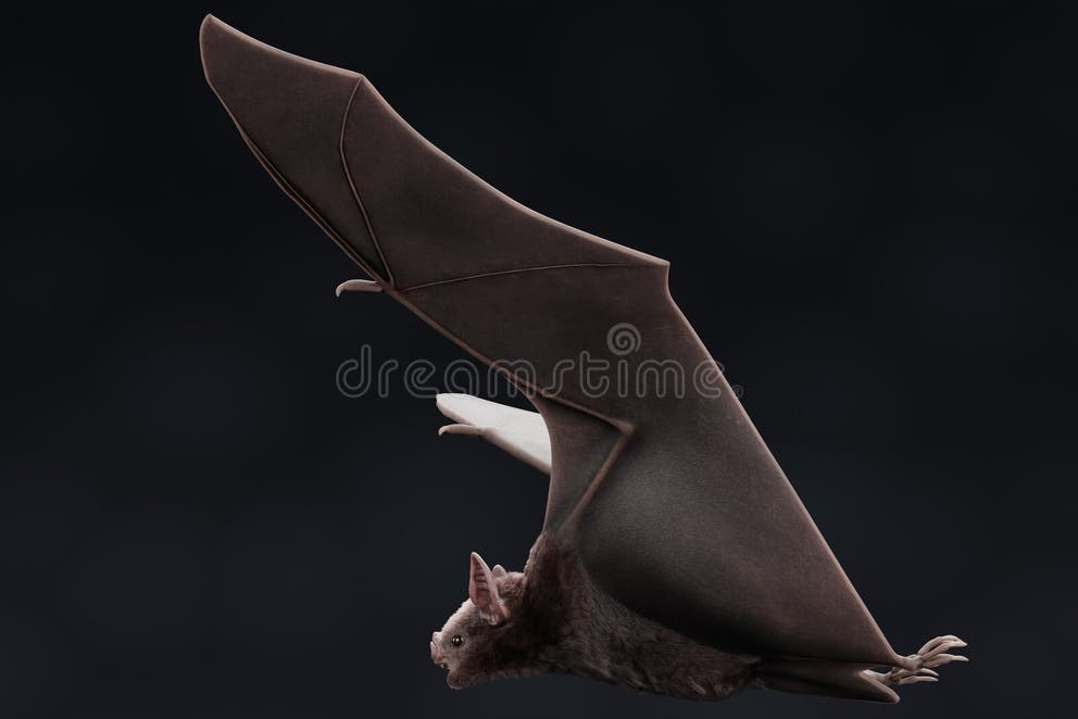 3D Render of Vampire Bat stock illustration. Illustration of desmodus ...