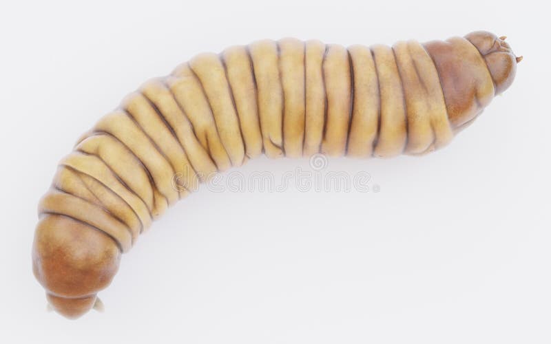 3D Render of Wax Worm stock illustration. Illustration of butterfly ...