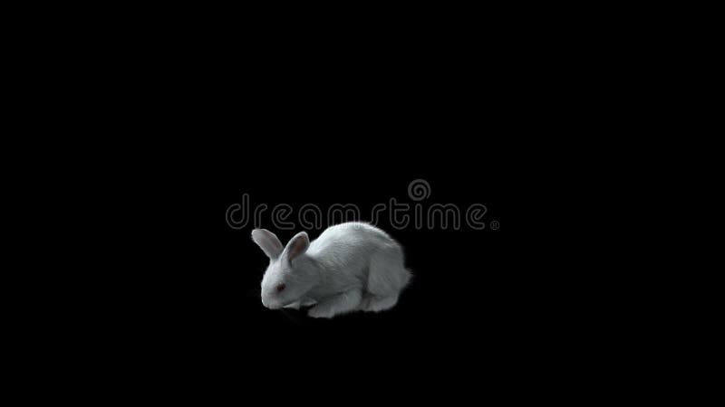 3D Render White Rabbit Looking Around and Sniffing Isolated on Black ...
