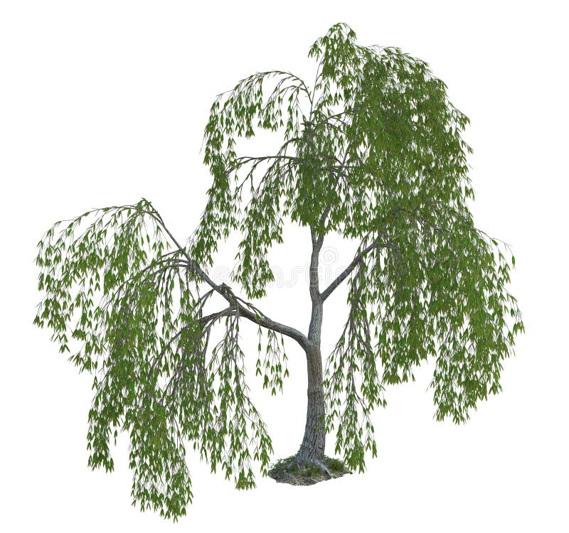 Willow Tree Transparent Background Stock Illustrations – 232 Willow ...