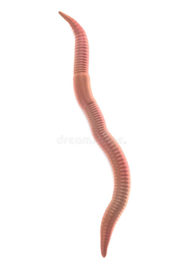 3d render of worm stock illustration. Illustration of model - 39810394