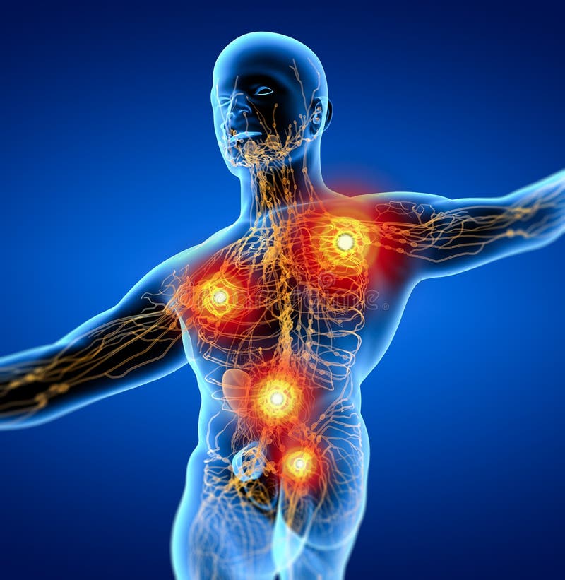 3D Rendering Illustration of Lymphatic System Stock Illustration ...