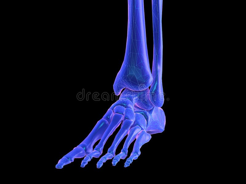 A skeletal foot stock illustration. Illustration of perspective - 165081339
