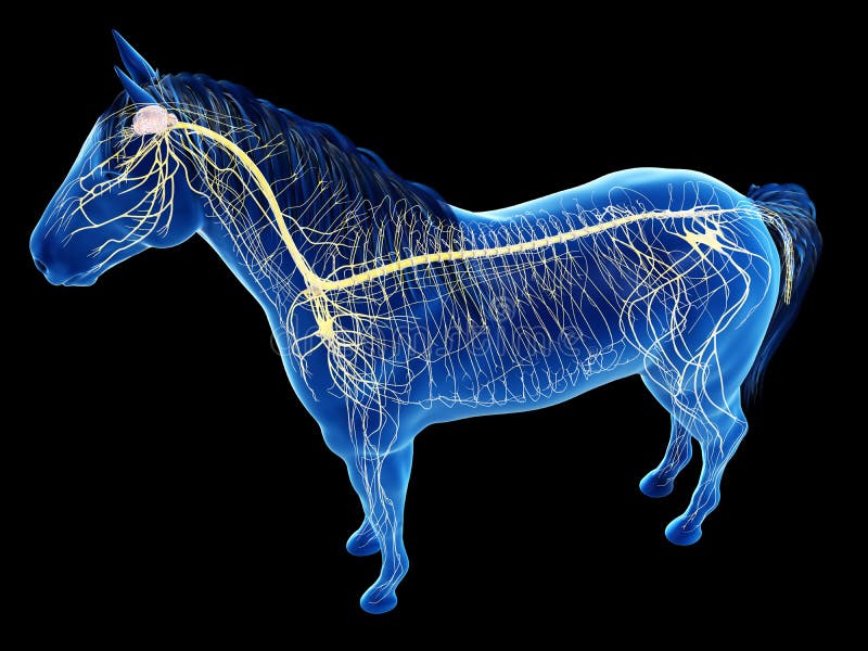 The nervous system stock illustration. Illustration of cerebric - 158796010