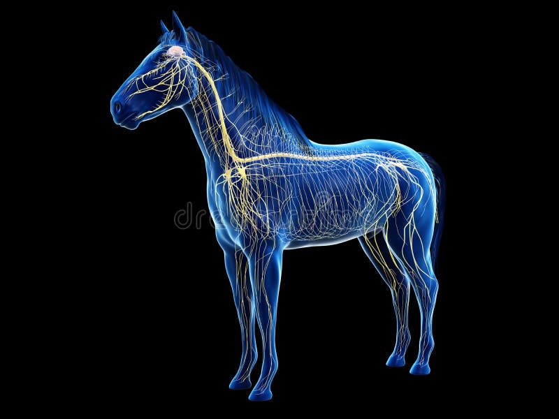 Nervous System Animal Stock Illustrations – 673 Nervous System Animal ...