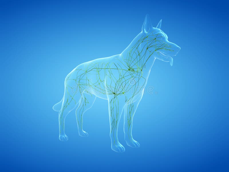 The Canine Lymphatic System Stock Illustration - Illustration of ...