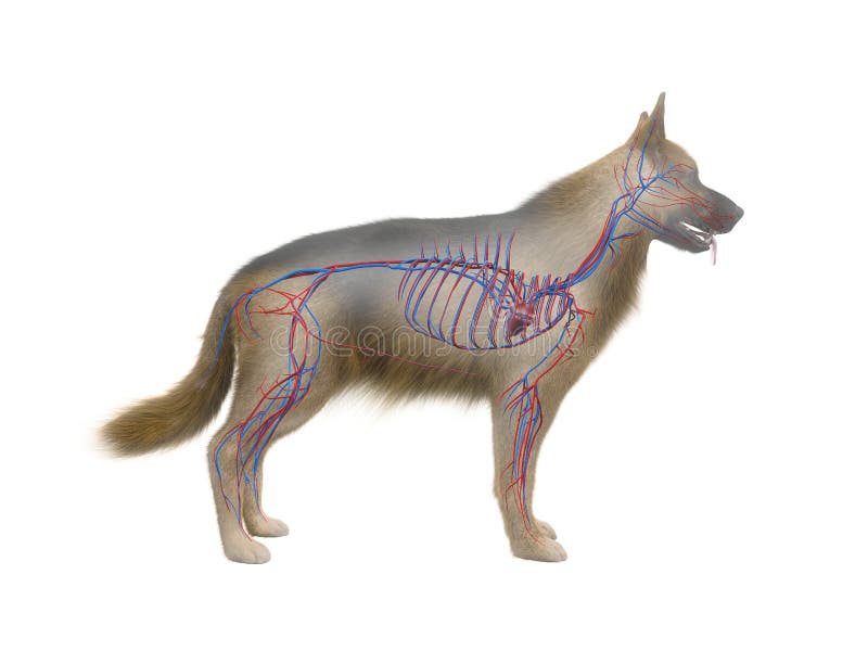 The canine vascular system stock illustration. Illustration of biology ...