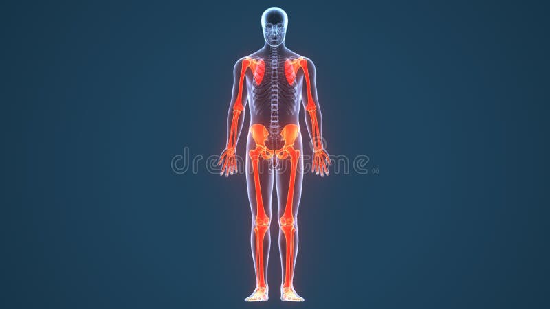 3d Rendered Anatomy Illustration of a Human Skeleton-back Side Stock ...