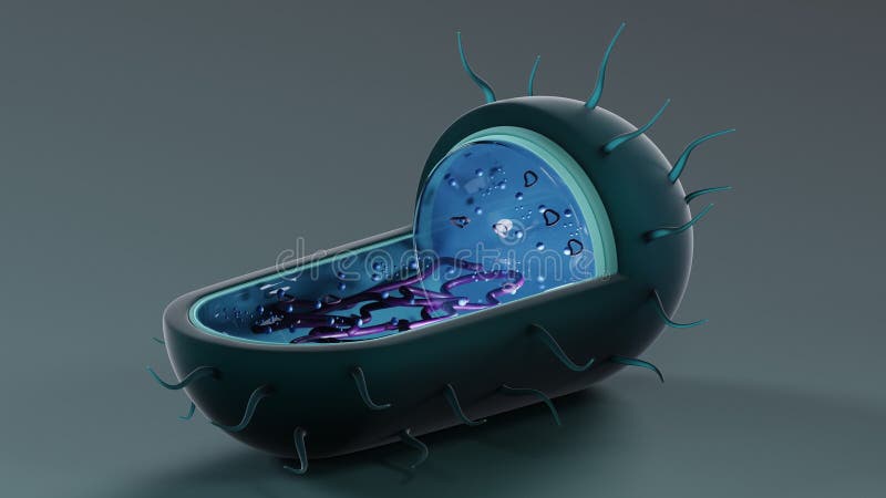 3d Rendered Bacteria Illustration Internal Structure Stock Illustration ...