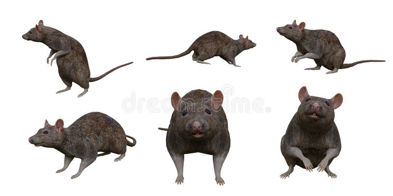 3D Rendered Brown Rats in Different Poses Stock Illustration ...