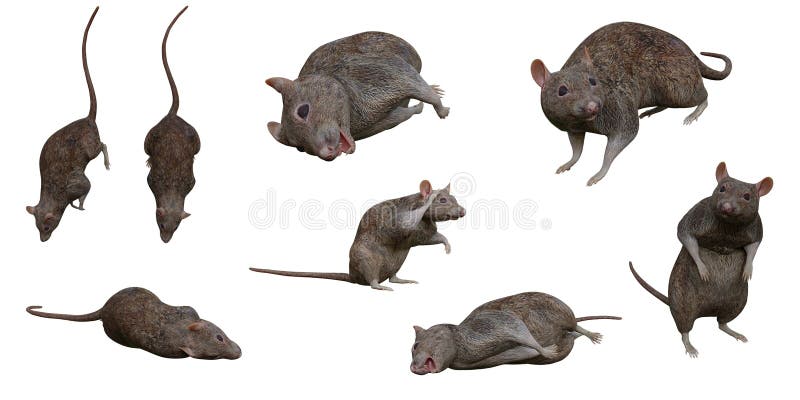 3D Rendered Brown Rats in Different Poses Stock Illustration ...