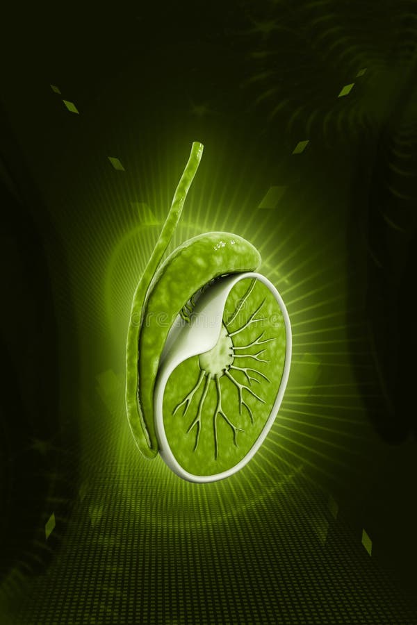 Testicles RGB color icon stock vector. Illustration of balls - 212419290