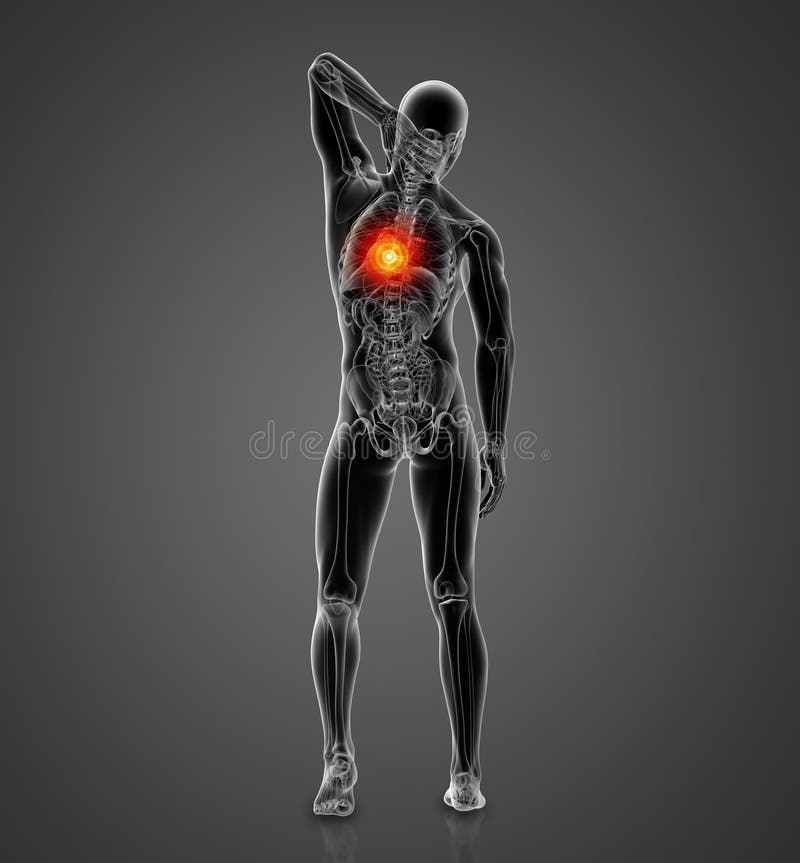 3d Rendered of the Human Heart Stock Illustration - Illustration of ...