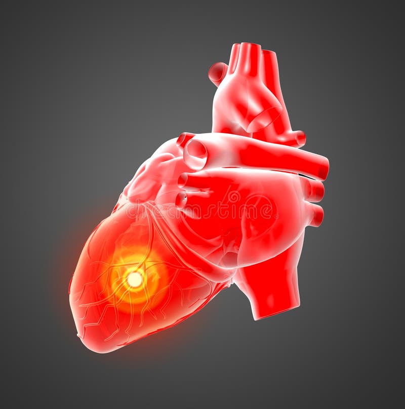3d Rendered of the Human Heart Stock Illustration - Illustration of ...