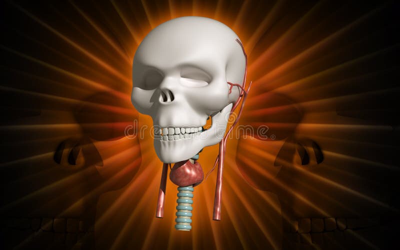 3d Rendered Human Skull on Color Background Stock Illustration ...