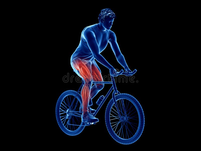 A cyclists muscles stock illustration. Illustration of biker - 131450341