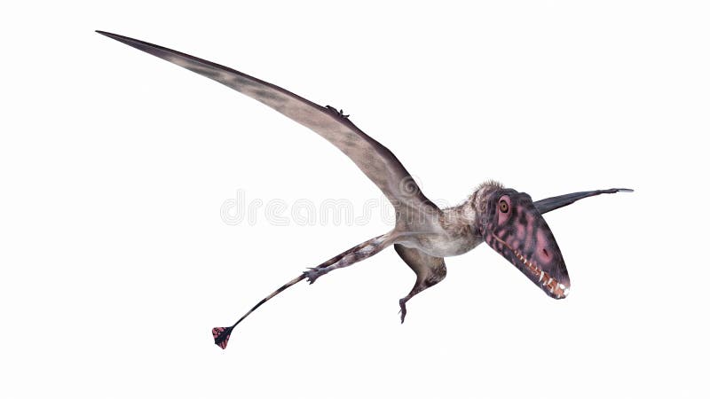 Dimorphodon Prehistoric Flying Reptile Stock Illustration ...