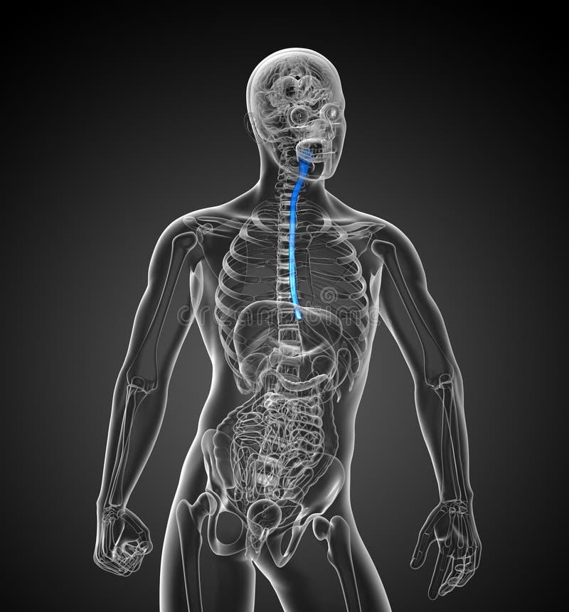 Esophagus stock illustration. Illustration of throat - 88910607