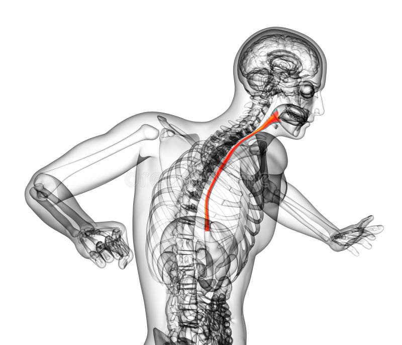 Esophagus stock illustration. Illustration of esophagus - 37924868