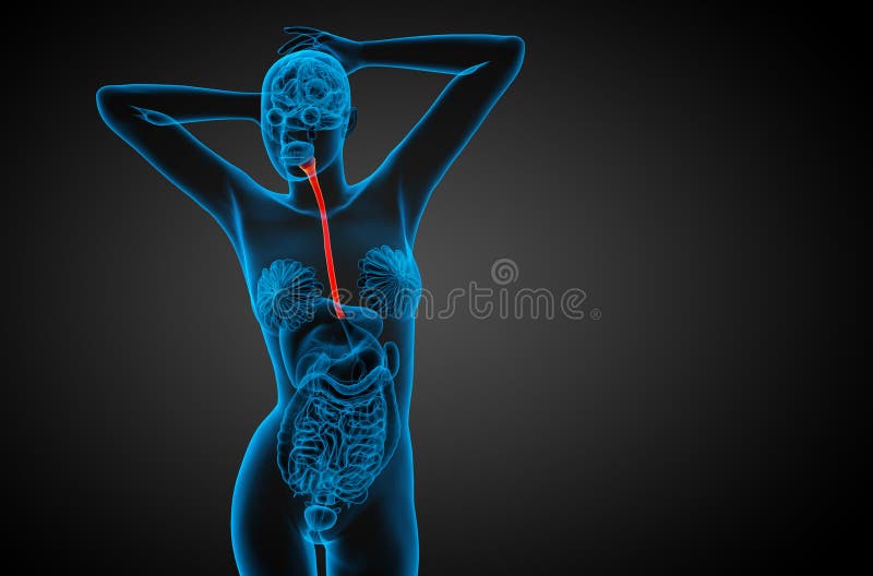 Esophagus stock illustration. Illustration of esophagus - 37924868